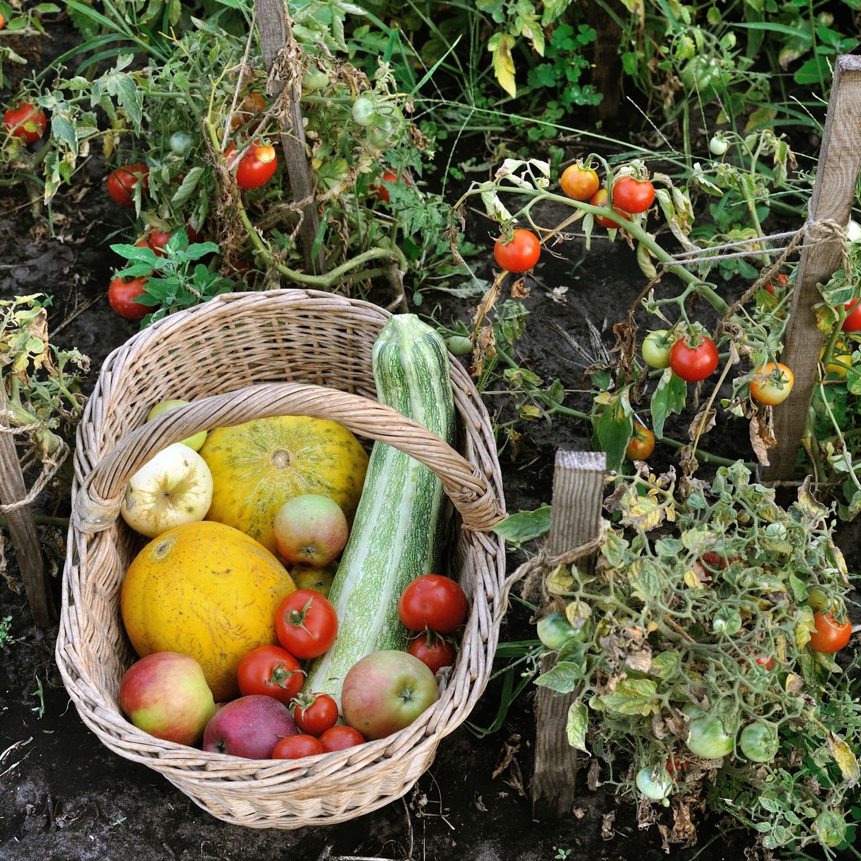 Attendre juillet va tout décaler : courgettes, radis et haricots, les 5 ...