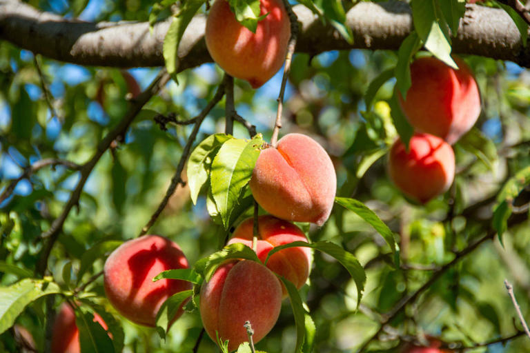 How to thin a peach tree for bigger, more delicious fruit