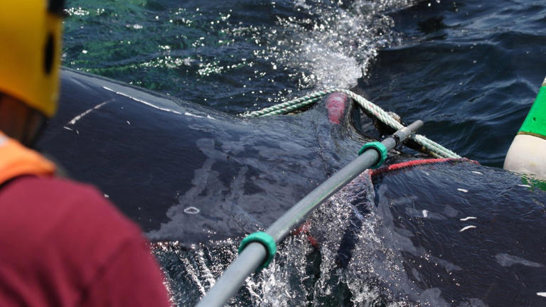 Humpback whale caught in fishing rope freed by responders off ...