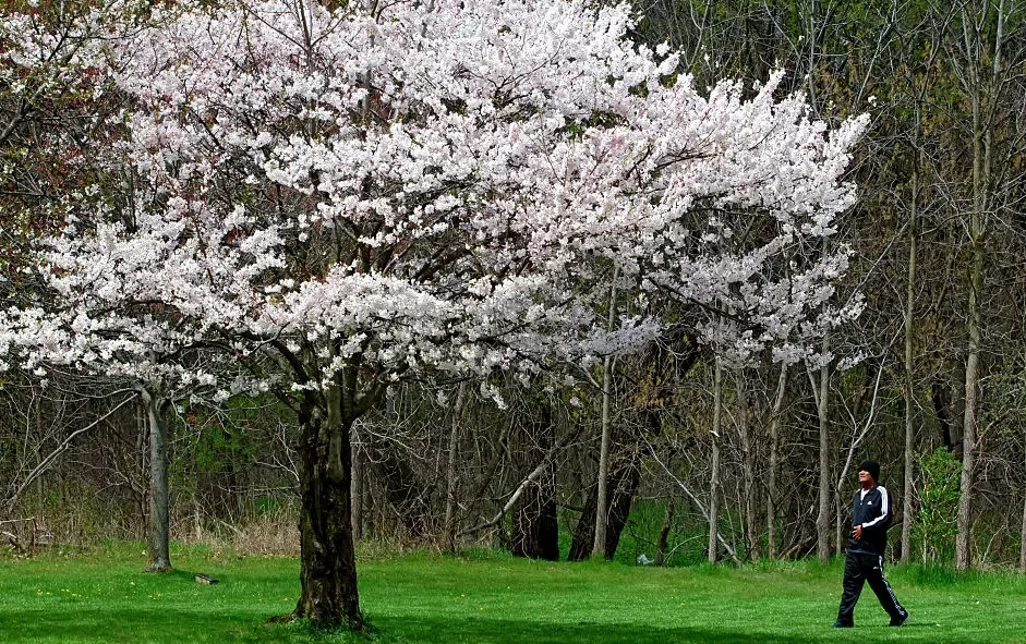 Brampton highlighted for parks, culture, and culinary diversity