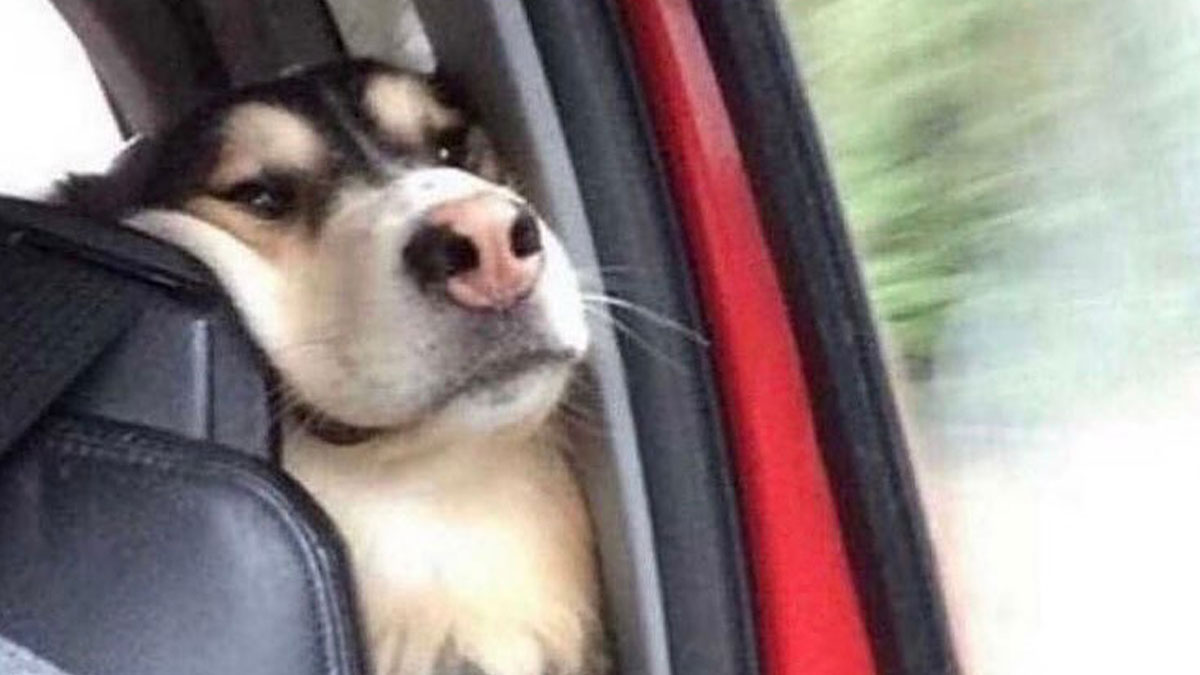 70 funny internet memes that made today a little bit brighter
