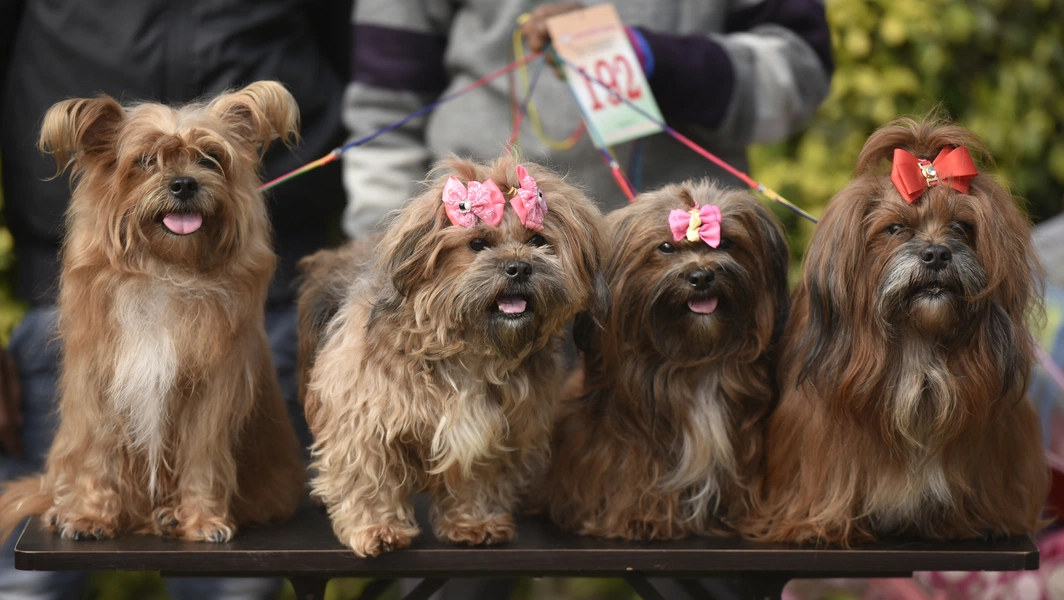 Lhasa Apso life: from palace halls to your couch