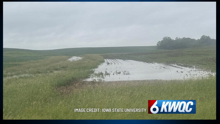 How long can flooded crops survive? Iowa State experts share recovery ...