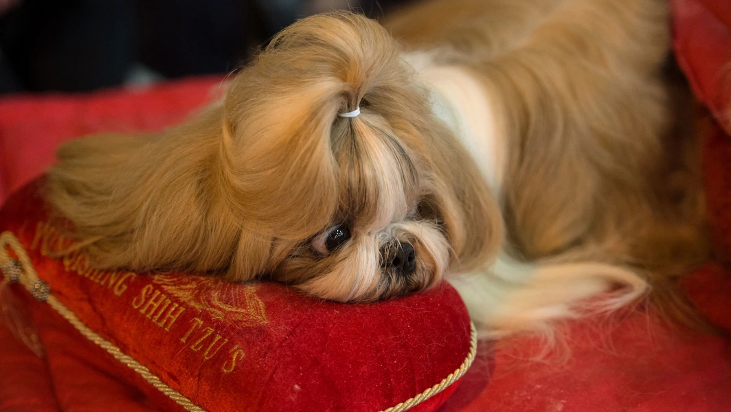 15 calm dog breeds for peaceful living