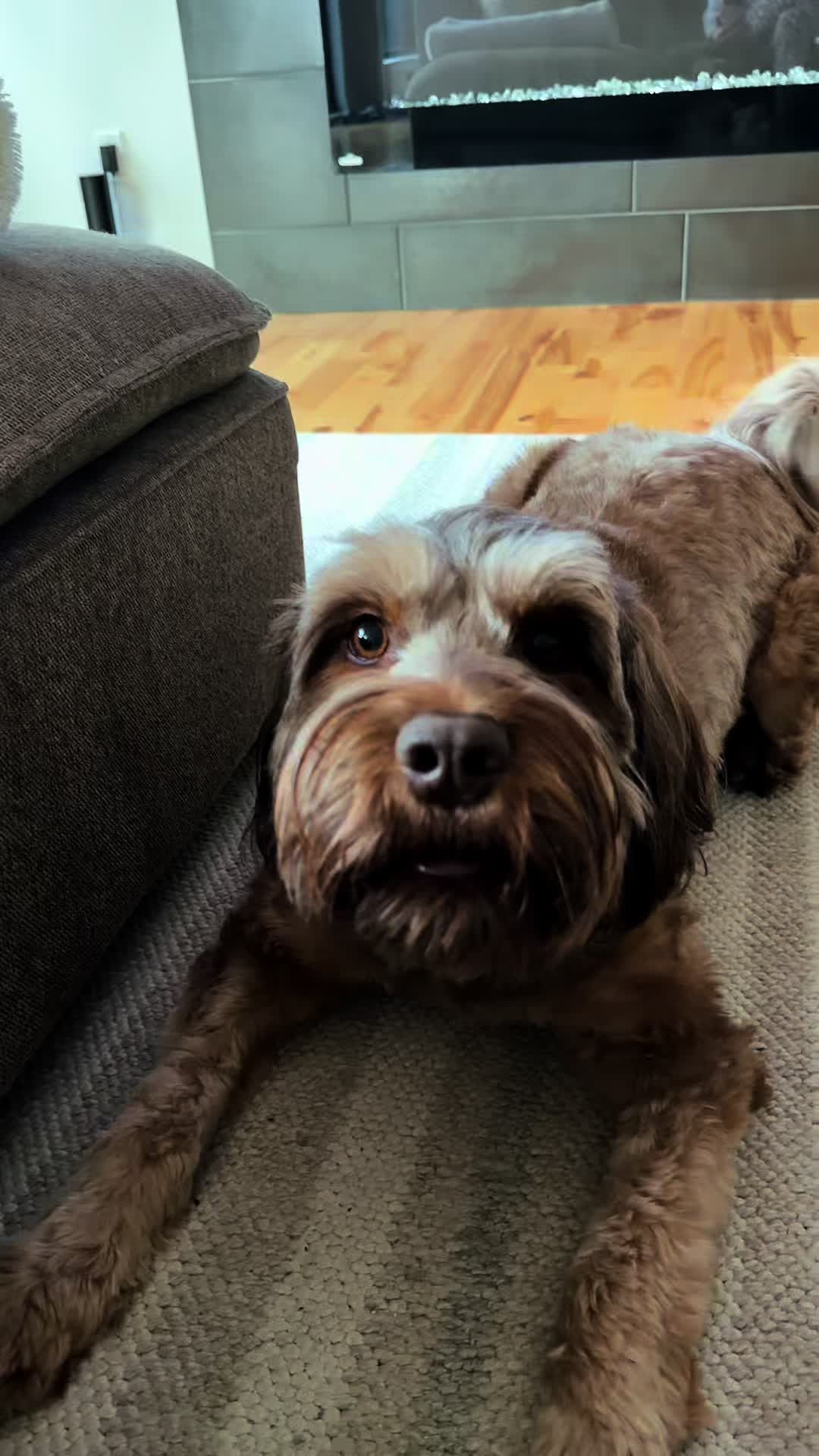 Dog owners discover bark translation: Myth or reality?