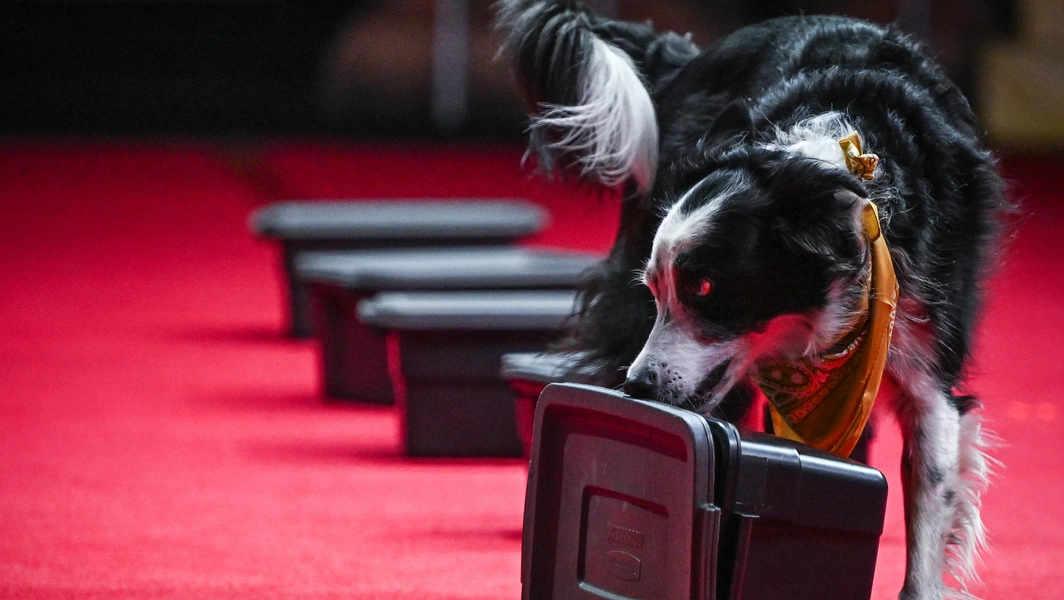 15 dog breeds that challenge inexperienced owners