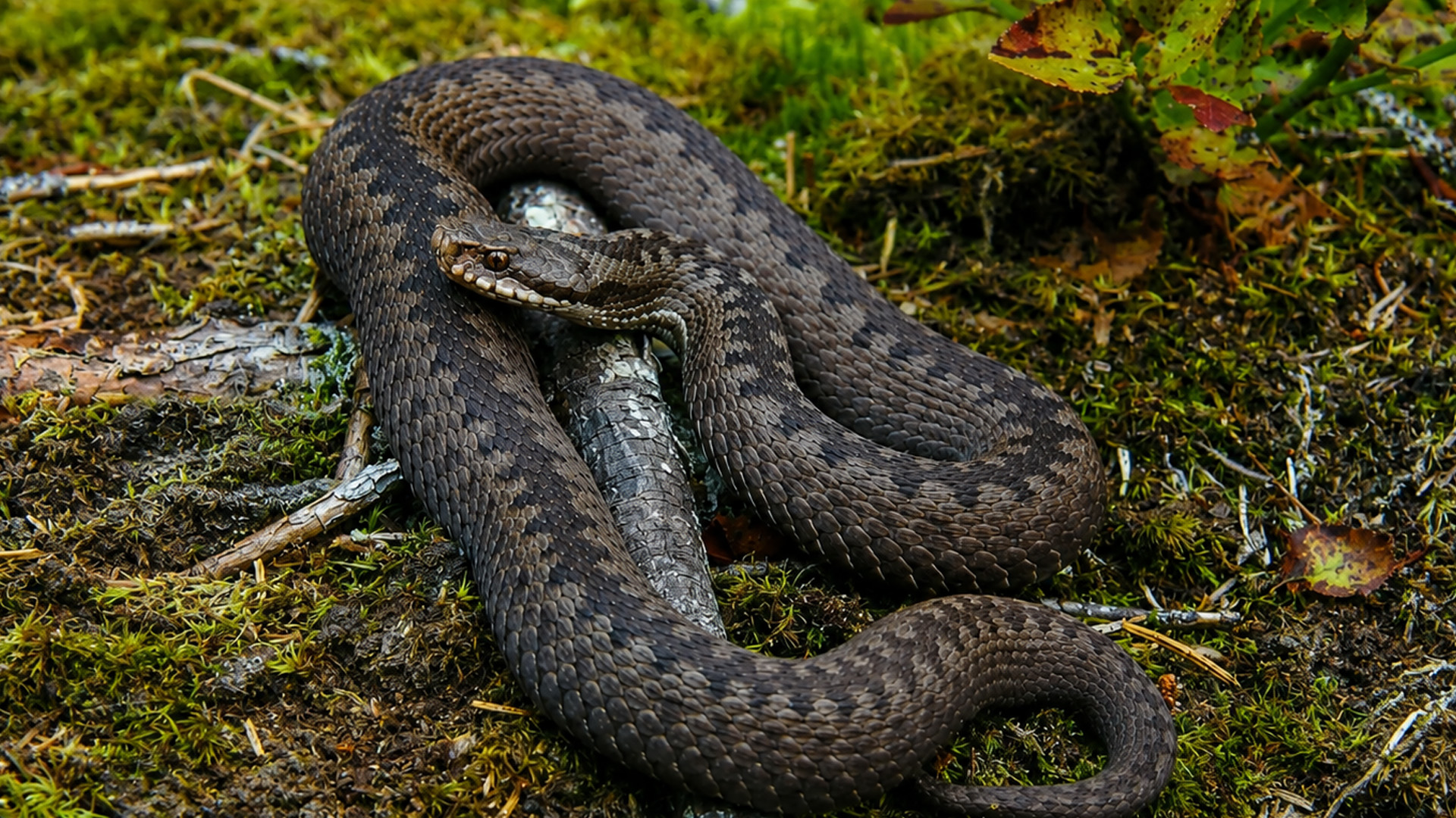 This snake's slow journey through the forest was caught on camera