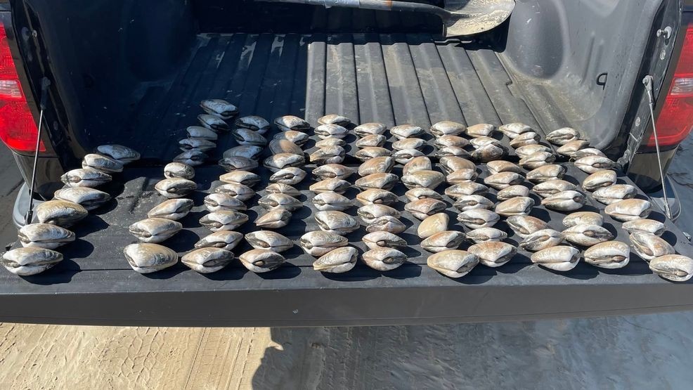 Over 100 illegal Pismo clams seized at Oceano Dunes