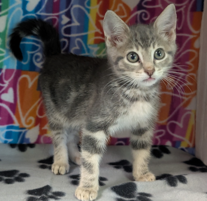 Foster volunteers sought in Naples for summer kitten surge