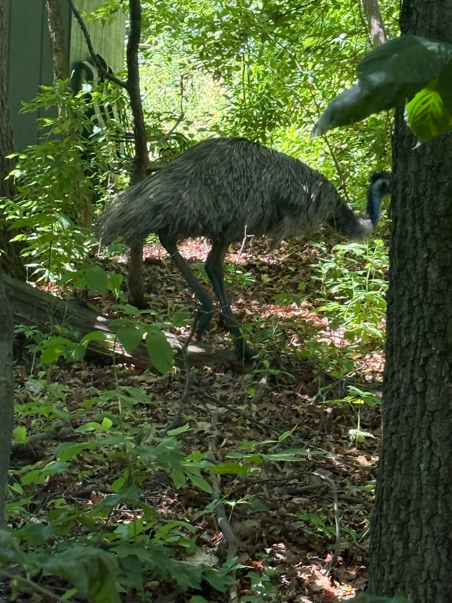 An emu has been spotted in multiple NJ towns. It's still on the loose