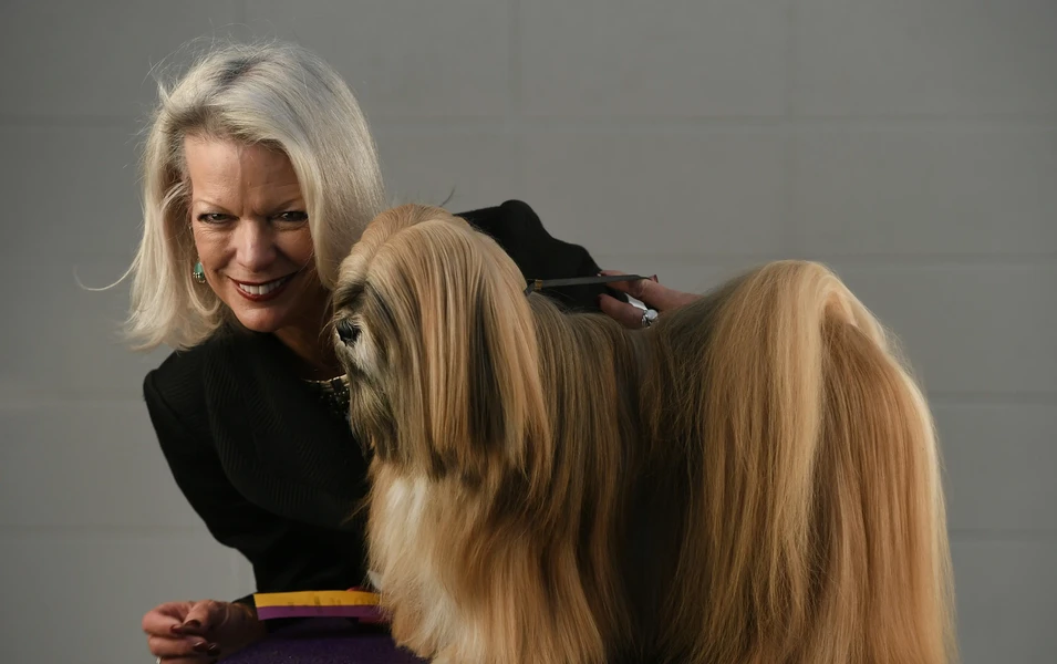 Lhasa Apso life: from palace halls to your couch