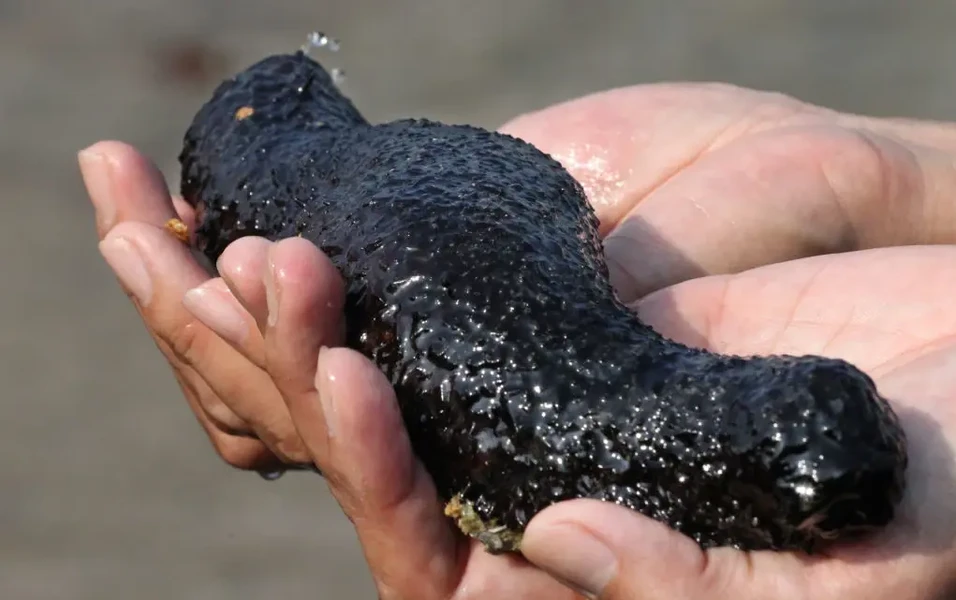Sea cucumber limbs survive years after detachment, fossils reclassified