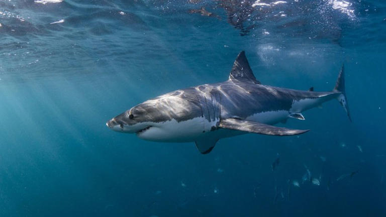 Experts reject demands for shark cull after Coogee attack: 'No silver ...