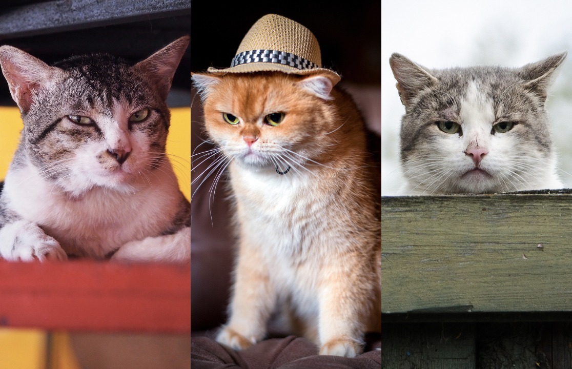 20 grumpy cats that will make you go "aww"