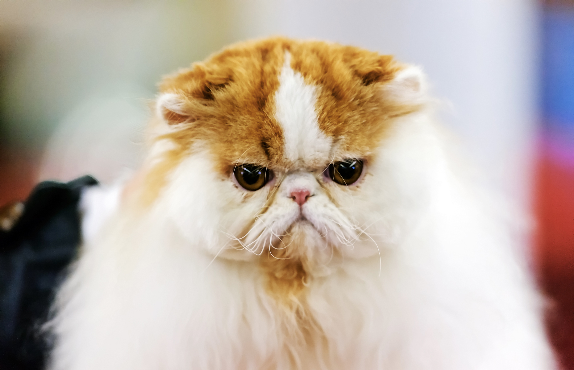 20 grumpy cats that will make you go "aww"