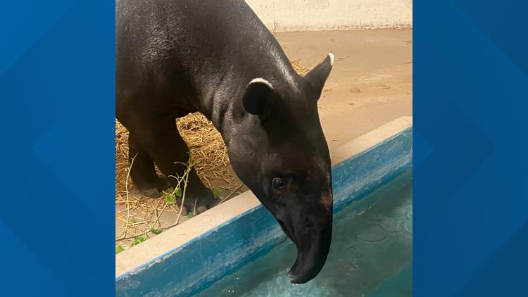 Minnesota Zoo welcomes endangered Malayan tapir Ume