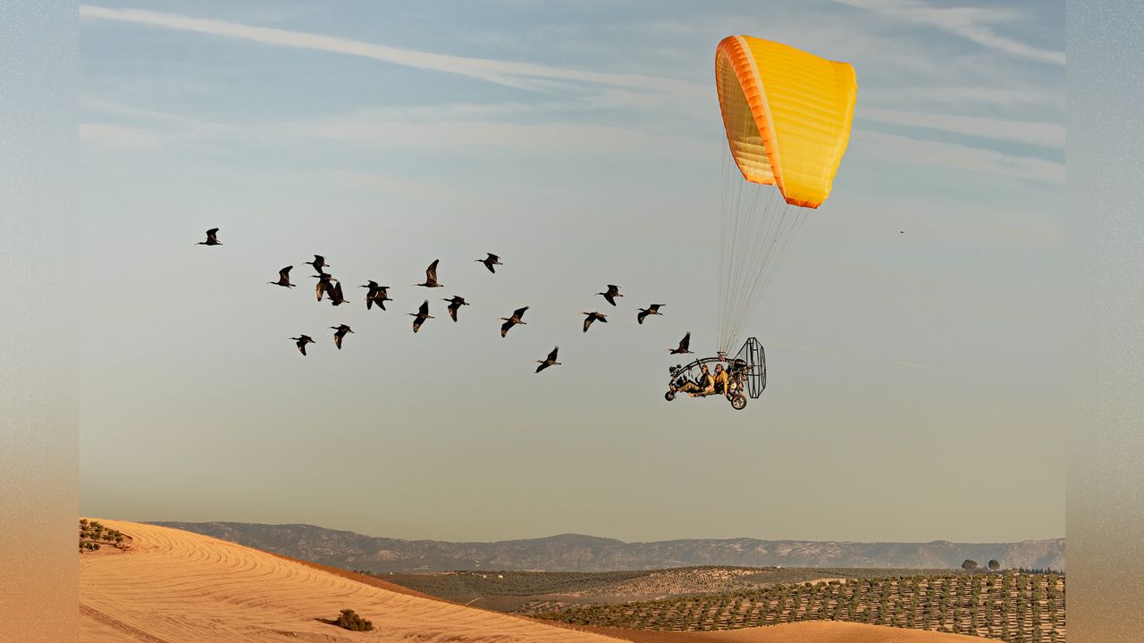 Shot of researchers soaring the skies with flock of endangered birds ...