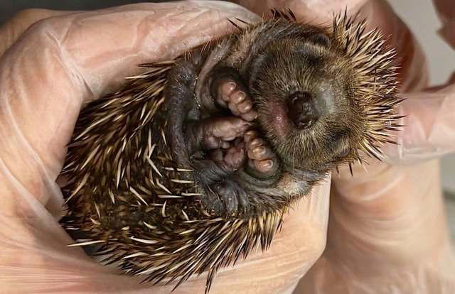 Tiny week-old hedgehog rescued from the rain is now growing stronger ...