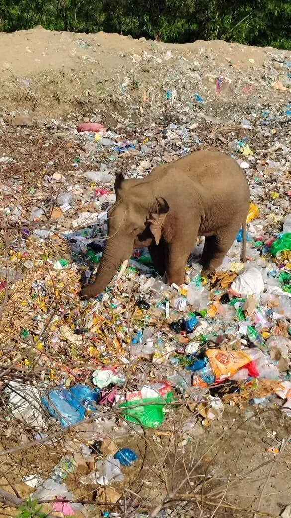 Viral video: Elephant scavenges plastic waste in Karnataka, sparks ...