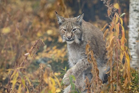New big cat sightings reported in UK countryside - panther, leopard and ...