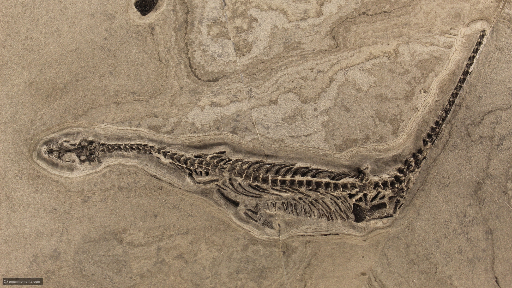 Scientists report discovery of world's largest known dog-sized scorpion