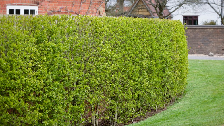 15 hedges you can plant in your yard that grow fast