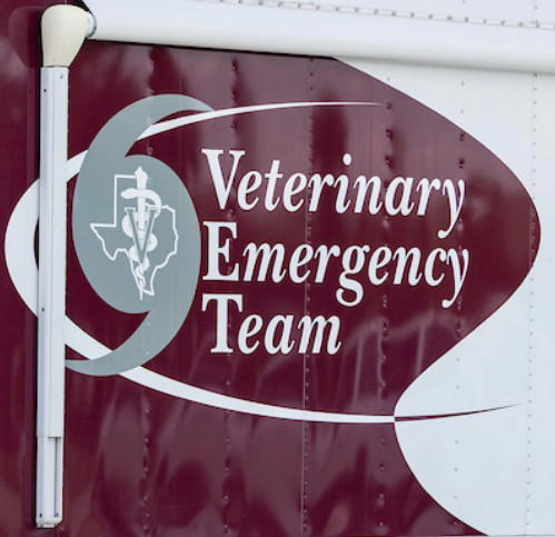 A&M vet emergency team deploys to fight screwworm