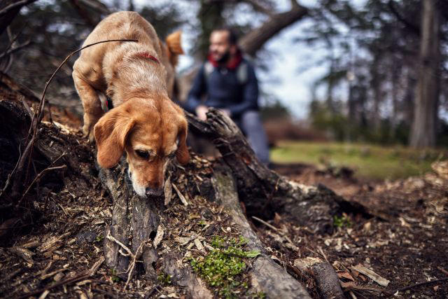 Everyday dog owners can train pets to sniff out spotted lanternfly eggs ...