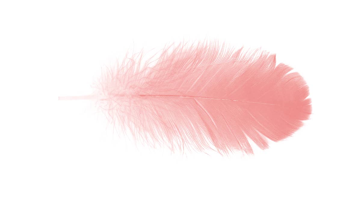 Precious pink lovebird is peak girly pop and probably smells like ...
