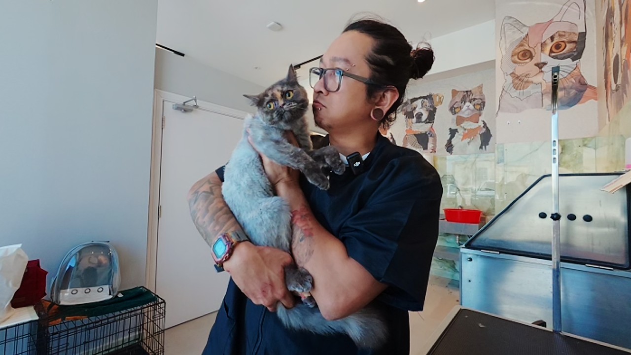 Love this tortie cat named Smudge 😻