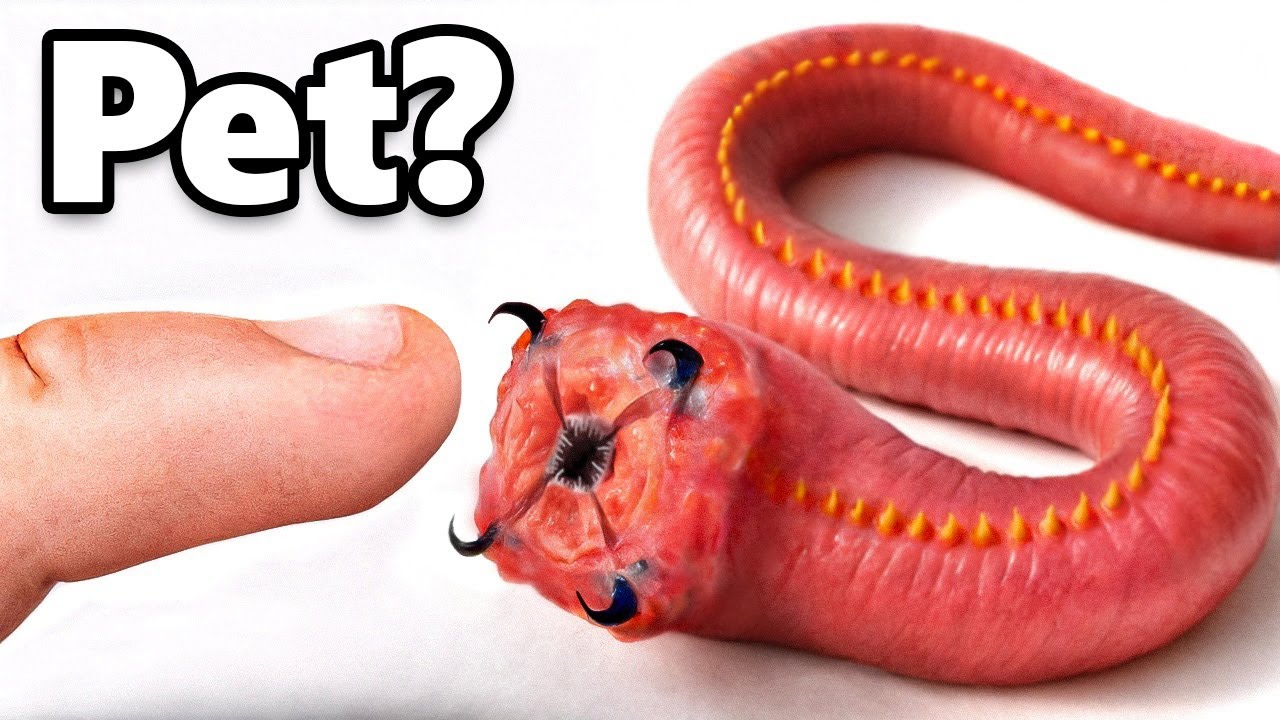 I got a pet bloodworm (yes, really)
