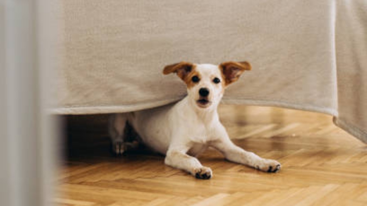 Your dog understands more than you think, according to veterinarians