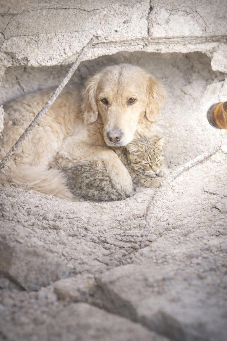 Golden retriever resta tra le macerie dopo il terremoto per proteggere ...