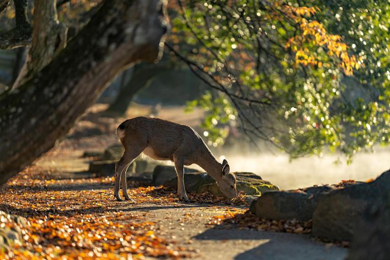 Why deer hunters who switch to crossbows say they will never go back to ...
