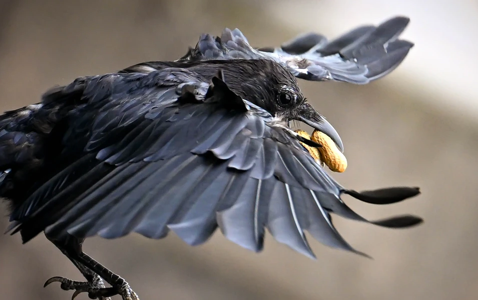 Crows remember human faces and spread warnings for years
