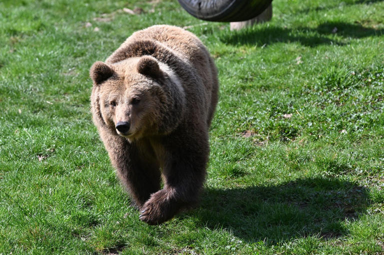 Three bears killed illegally in Greece