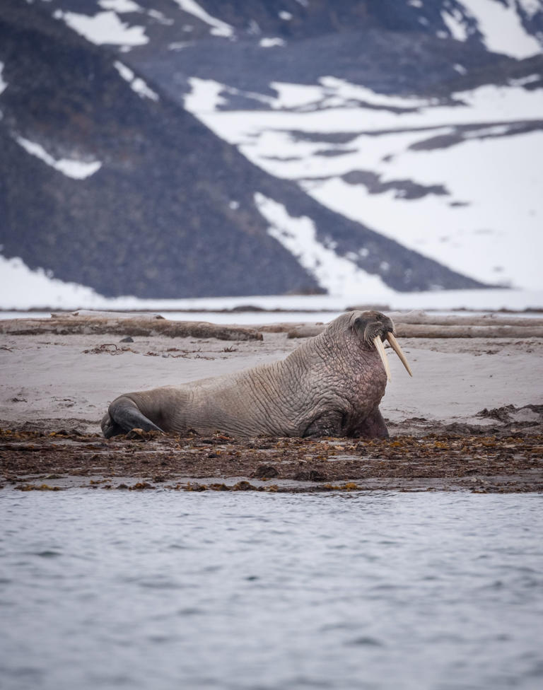 Up close with walruses in one of the Arctic’s wildest destinations