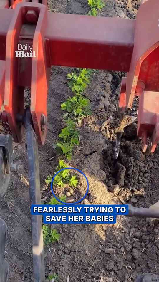 Mother bird stands her ground to protect nest from tractor