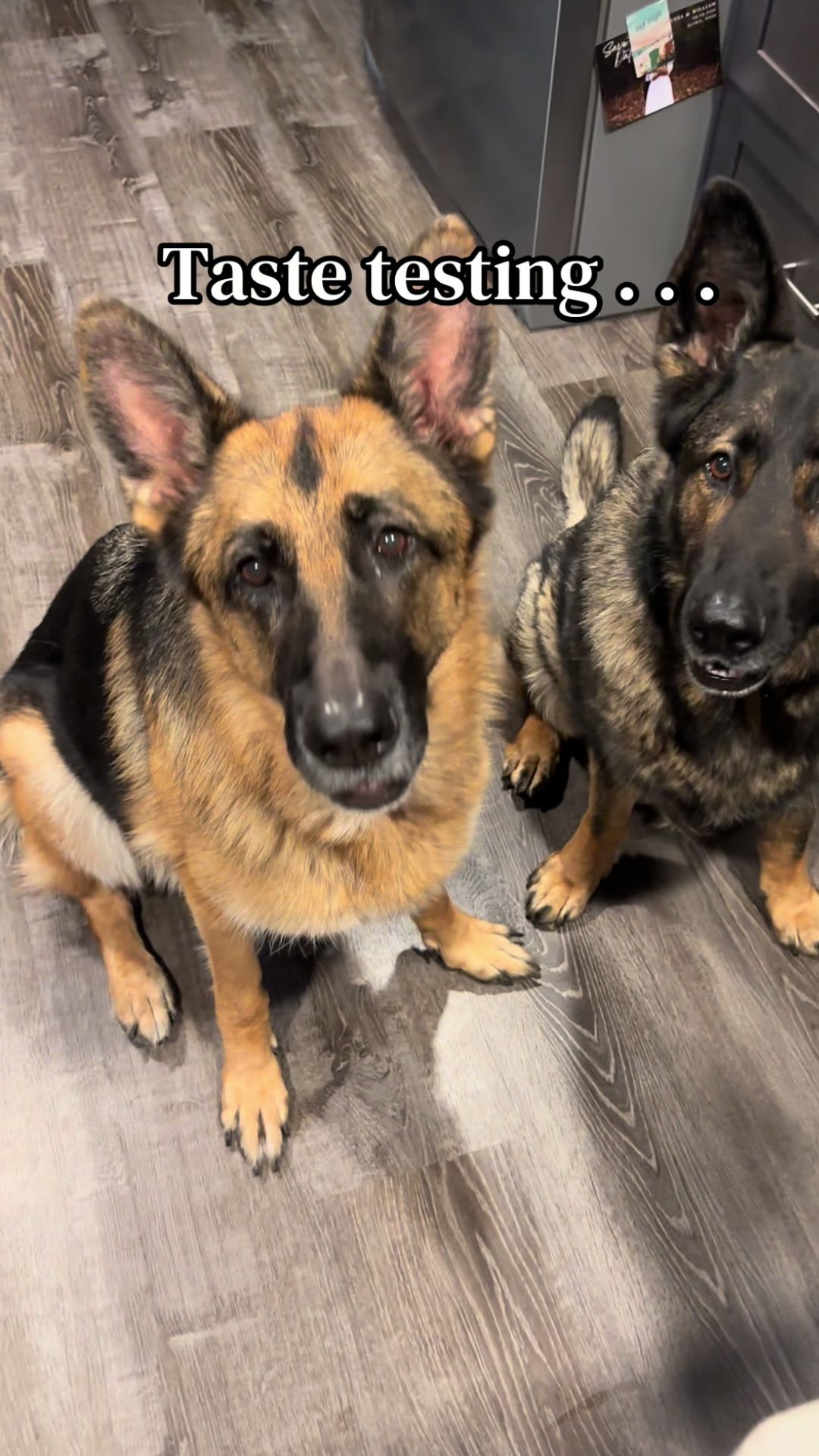 Taste testing gone wrong: my dog had other plans