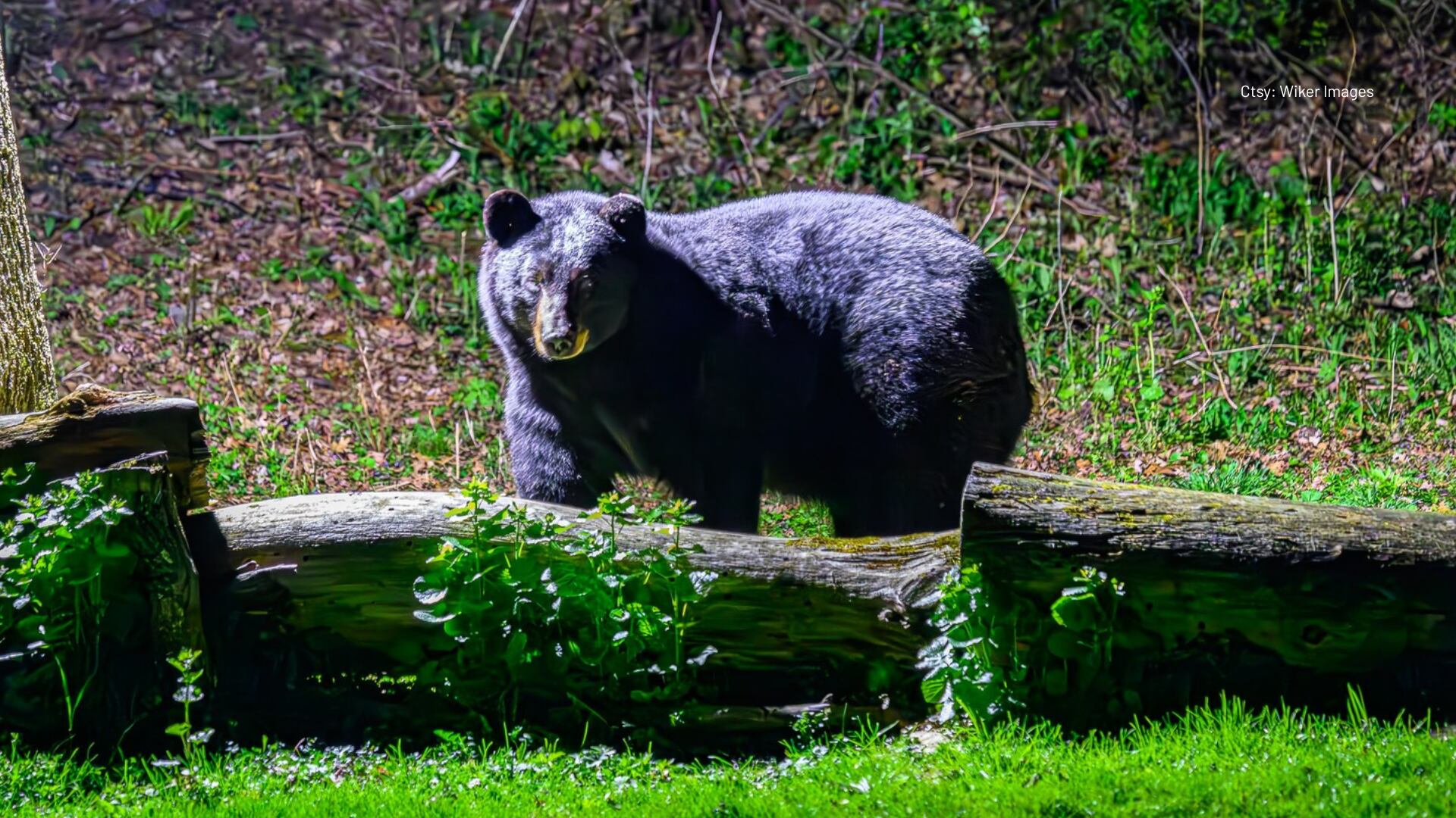 Black bear spotted in Morehead, police say
