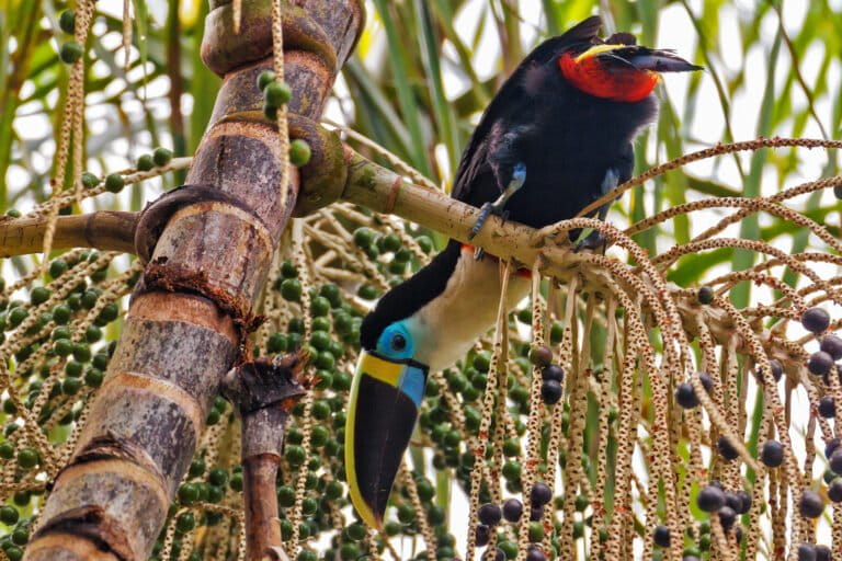 Growing appetite for açaí is damaging bird diversity in the Amazon