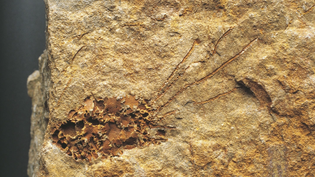 Fossil discoveries push dinosaur origins back 10 million years