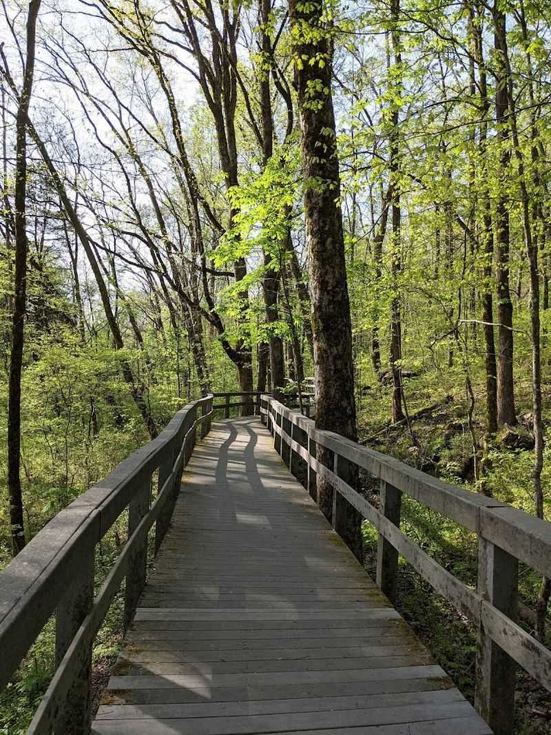 This Alabama Ancient Cave Site Holds Archeological Ruins Dating Back ...