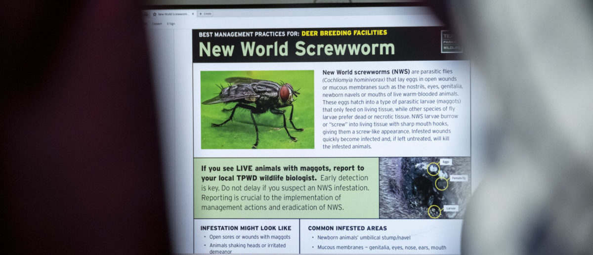 Flesh-eating parasite spreads through Texas as officials fight infestation