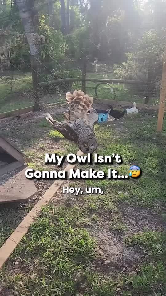 This owl picked the worst place possible to land