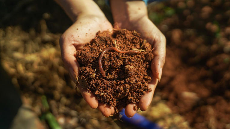 Regenwürmer im Garten: Warum jetzt alle ein Stück Pappe ins Beet legen