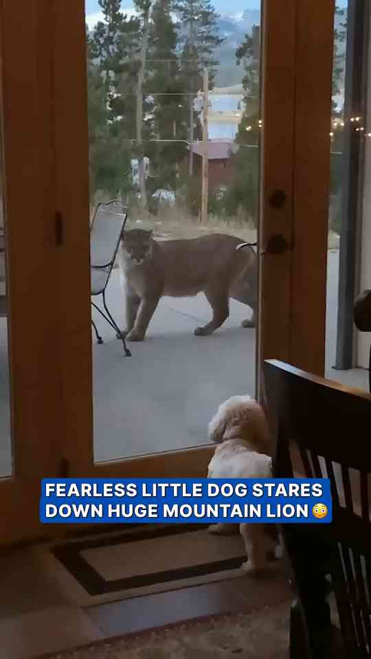 Tiny dog stands its ground during mountain lion encounter