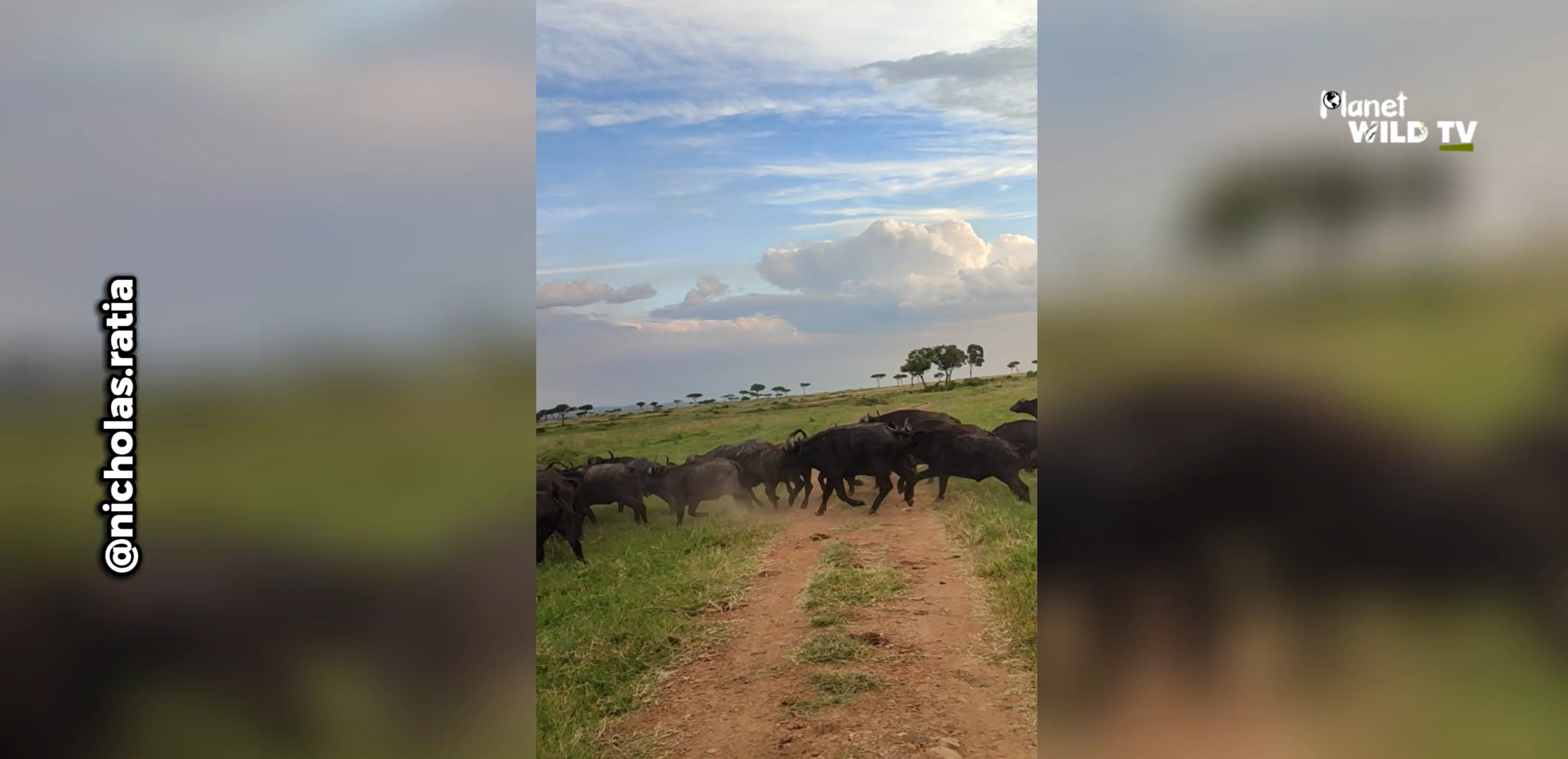 Buffalo herd fight back after calf is attacked by lion