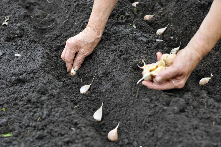 Knoflook uit de supermarkt planten? Waarom dit eigenlijk geen goed idee is