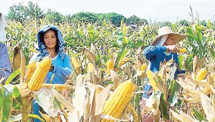 Corn farmers risk losing P12 billion from import quota hike